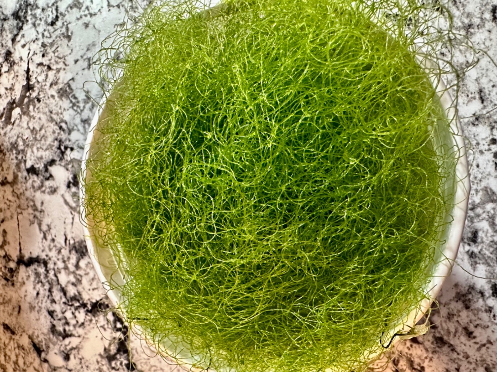 2 CUPS Clean Chaetomorpha Macro Algae Chaeto Nutrient Export ! | eBay