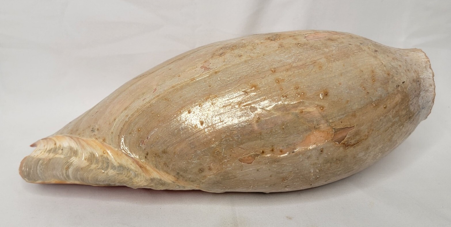 Large Seashell Sea Snail Cymbium Shell | eBay