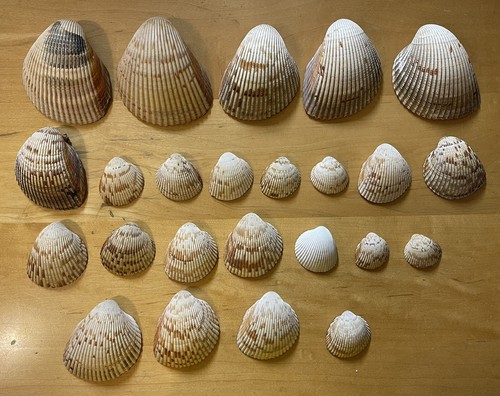 Van Hyning’s Cockle Shell Lot Of 24 ‘Dinocardium robustum’ Sanibel ...
