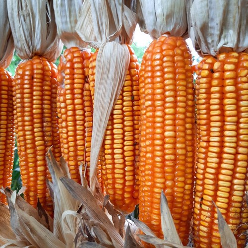 Orange Creole Flint Corn Seeds (50) / ARGENTINA HEIRLOOM / MASA / SUPER ...