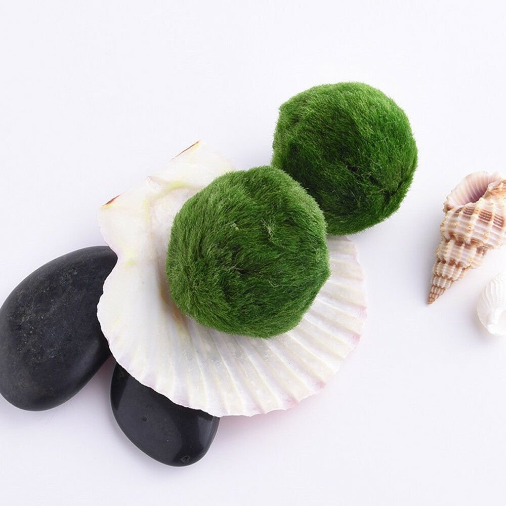 2pcs Green Giant Marimo Ball Cladophora Live Aquarium Plant Fish ...
