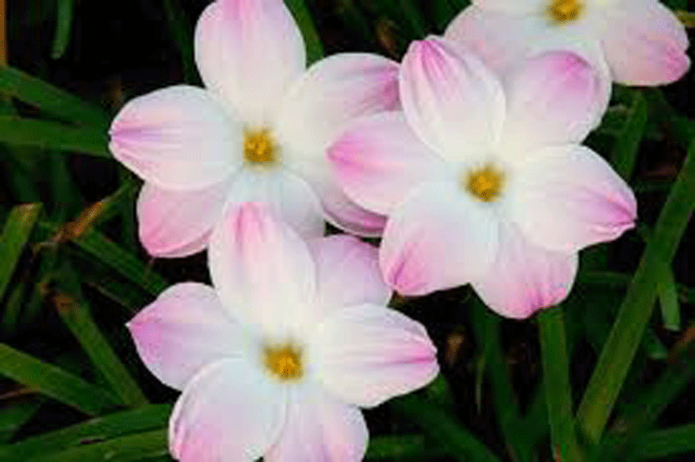 5 BULB LILY PIE RAIN LILY ZEPHYRANTHES ROSEA .FLOWERING SIZE. | eBay