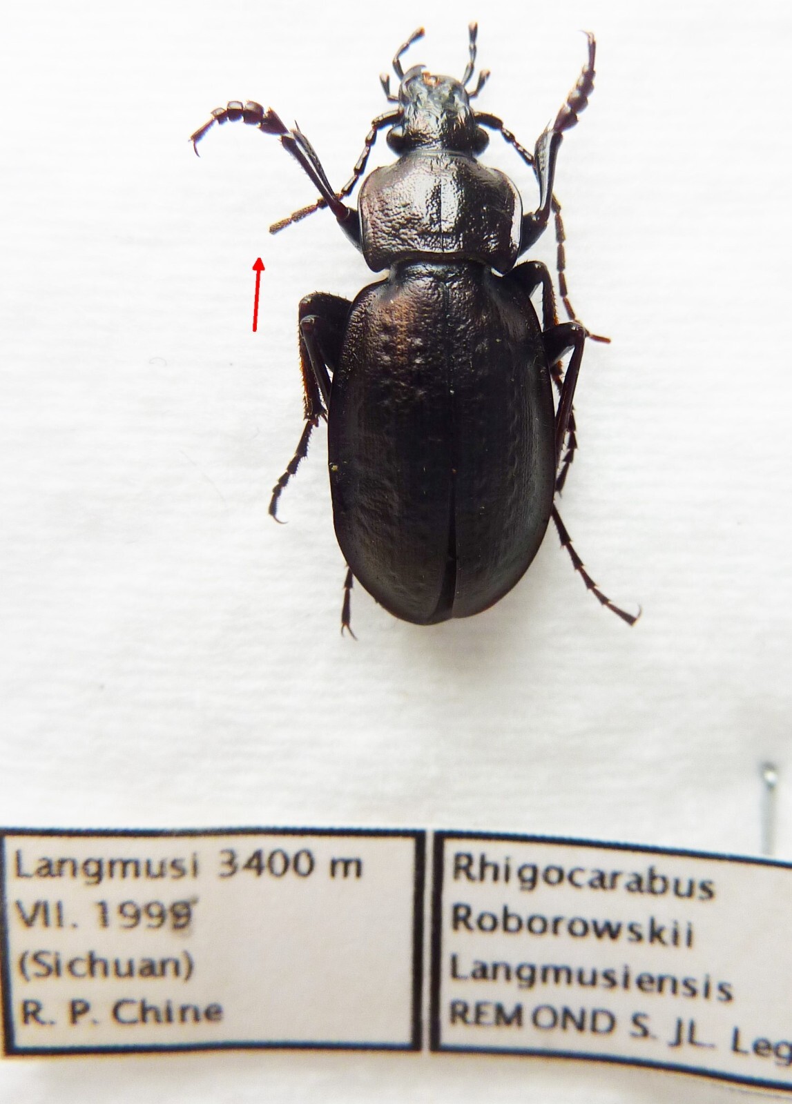 Carabus rhigocarabus roborowskii langmusiensis (male A2) from CHINA | eBay