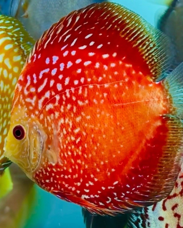 Set Of 2 X Live Discus Fish. 3.5-3.8” Set of red And Yellow Snakeskin ...