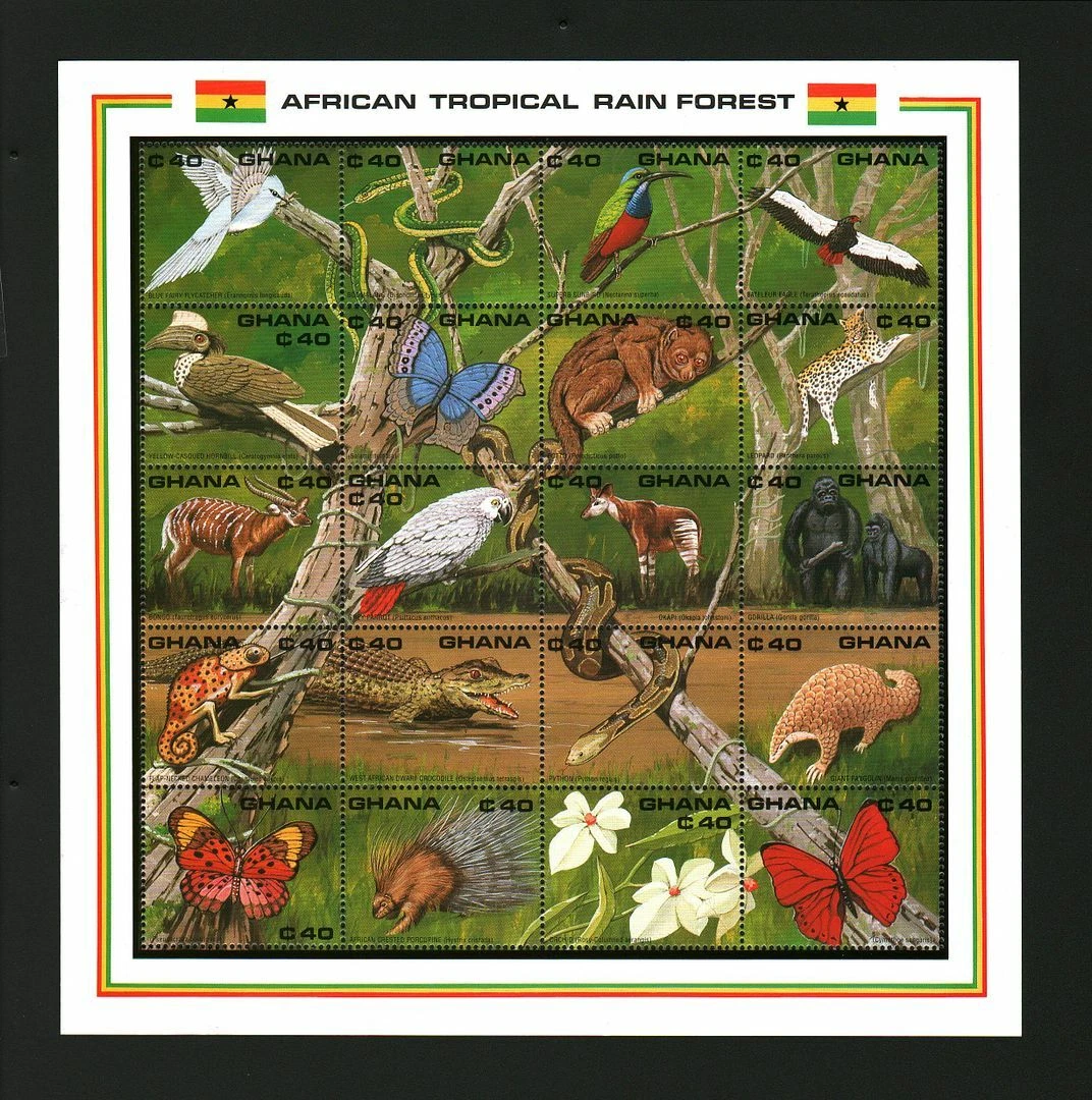 African Tropical Rainforest Animals