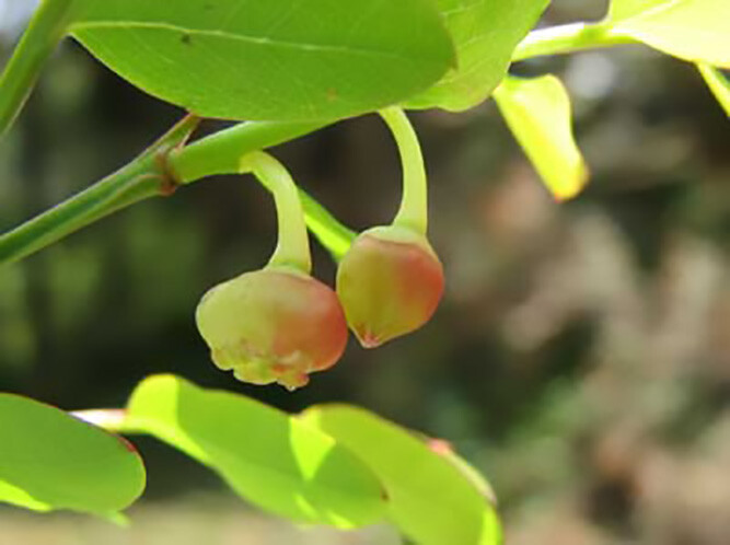 Red Huckleberry, Vaccinium Parvifolium, Shrub Seeds (Edible, Hardy ...