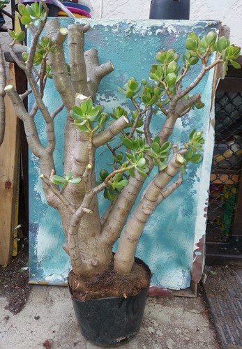 Huge Jade Bonsai Crassula Ovata 34" Tall Thick Trunk 50 Yr Old Lucky ...