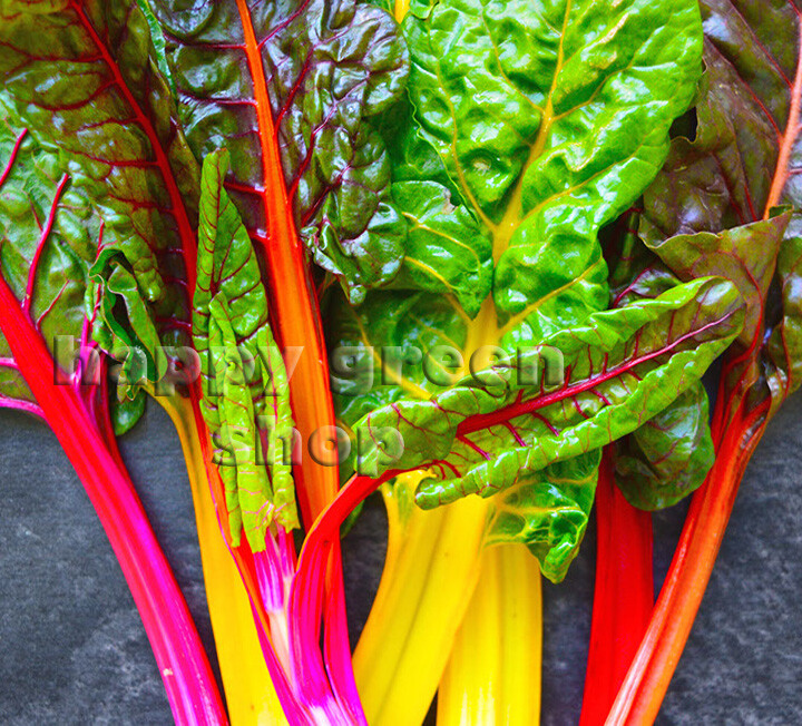 VEGETABLE SWISS CHARD RAINBOW MIX - 200 SEEDS - PINK RED YELLOW ORANGE ...