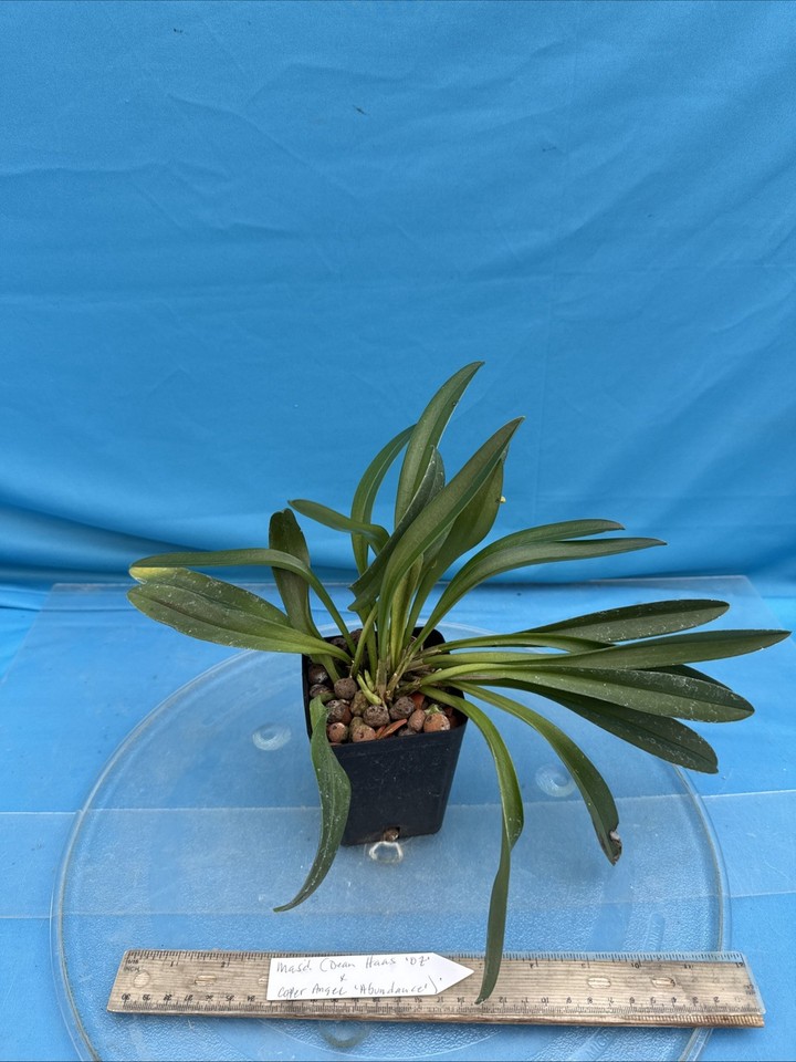 Masdevallia (Dean Haas ‘OZ’ X Copper Angel ‘Abundance’) BS Orange ...