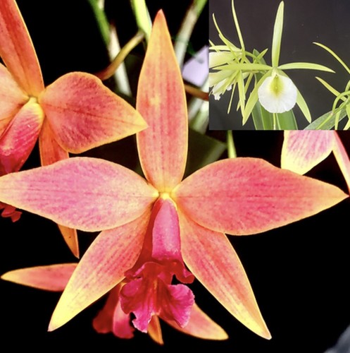 C. Brazilian Fire 'Exotic Orchids' x Pvc. Key Lime Stars 'Green Mist ...