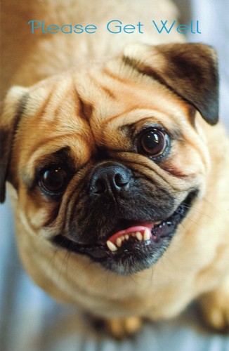 Funny GET WELL SOON Card, Cute Pug Dog Don't Doggie It by Popular ...