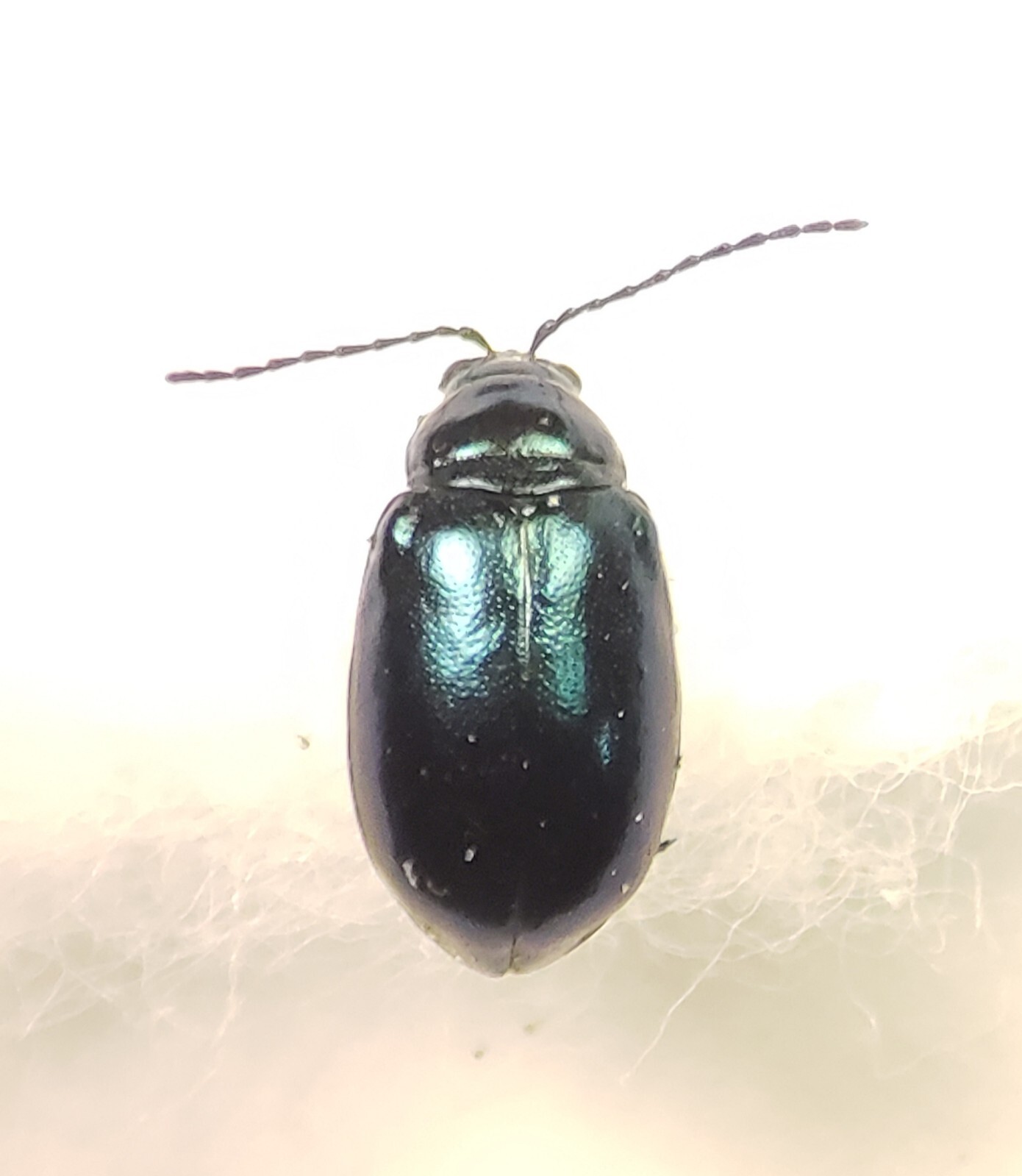 Flea Beetle: Altica sp. (Chrysomelidae) USA Coleoptera | eBay