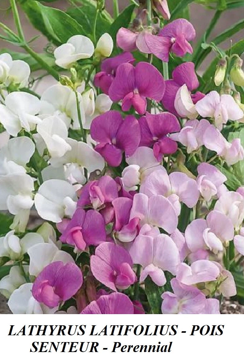 Lathyrus Latifolius