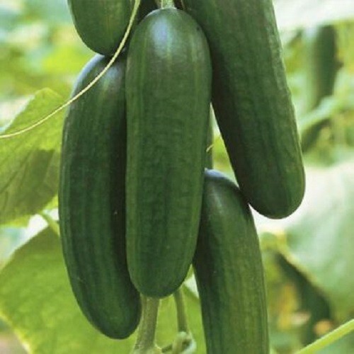 Seeds Cucumber Parthenocarpic Baby Mini F1 Gherkin Vegetable Organic ...