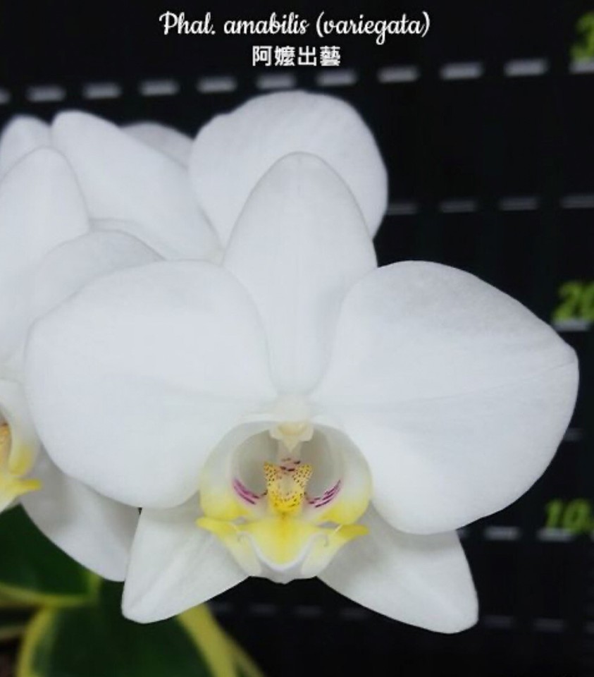 Phal. amabilis (variegata), Phal species, Blooming Size, FREE Shipping | eBay