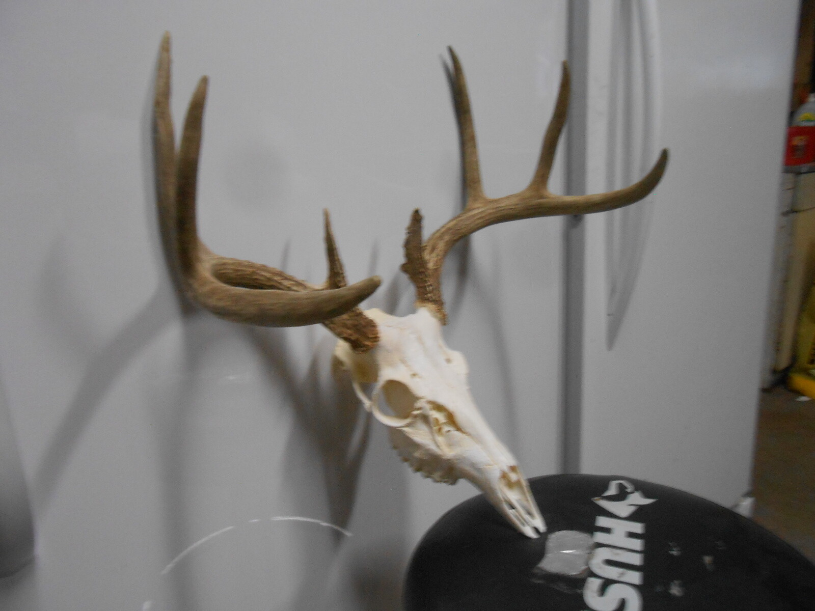 18 3/8 WIDE 4x4 WHITETAIL DEER RACK FULL SKULL mule antlers sheds ...
