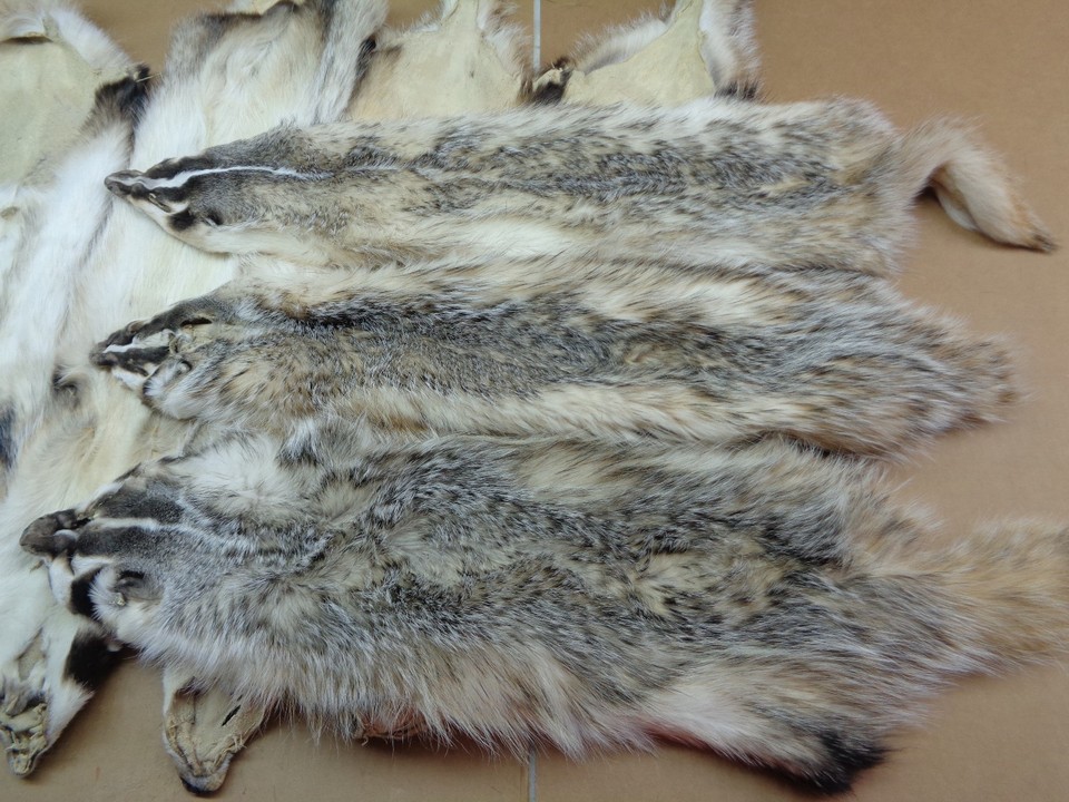 Tanned Semi-Hvy Badger Hide/Fur/Taxidermy/Free ship/Trapping/Pelts | eBay