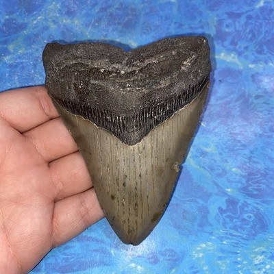 MEGALODON SHARK TOOTH 4.44” HUGE TEETH MEG SCUBA DIVER DIRECT FOSSIL NC ...