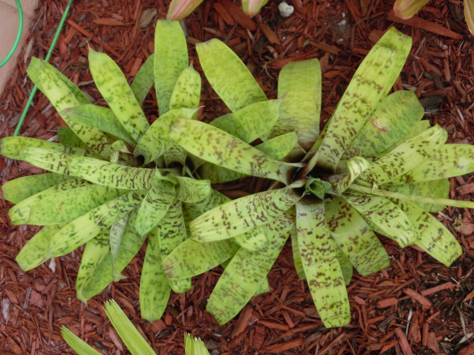 Vriesea GOUDAEA OSPINAE Smudge Pattern Bromeliad one tropical plant ...