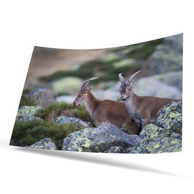 Poster A1 Pyrenean Ibex Spain Wild Animals #53335 | eBay UK