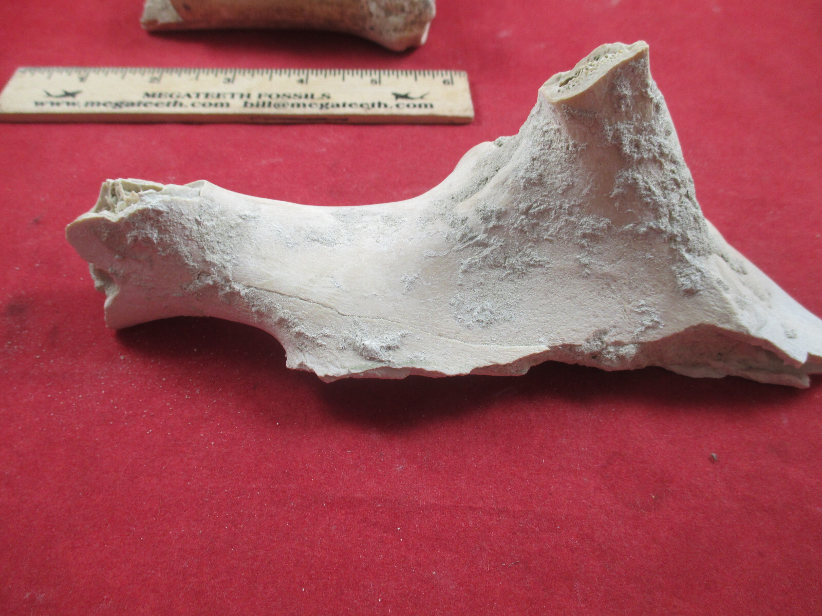Nebraska Badlands Fossils Mixed Bones Hip Socket , and more | eBay