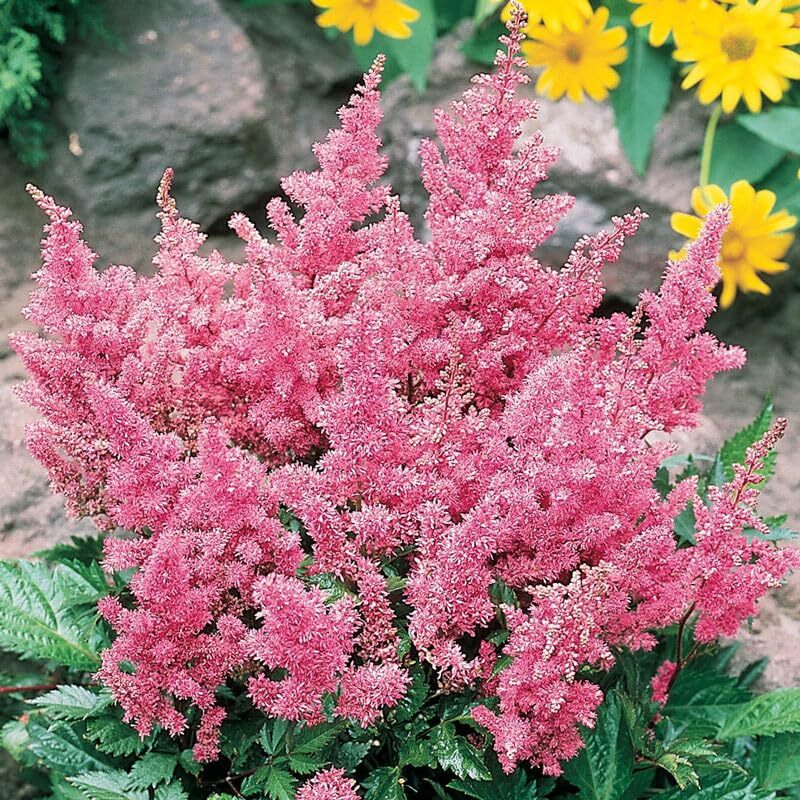 Votaniki Astilbe Mix Roots- Astilbe Mixed Colors | Perennial Astilbe ...
