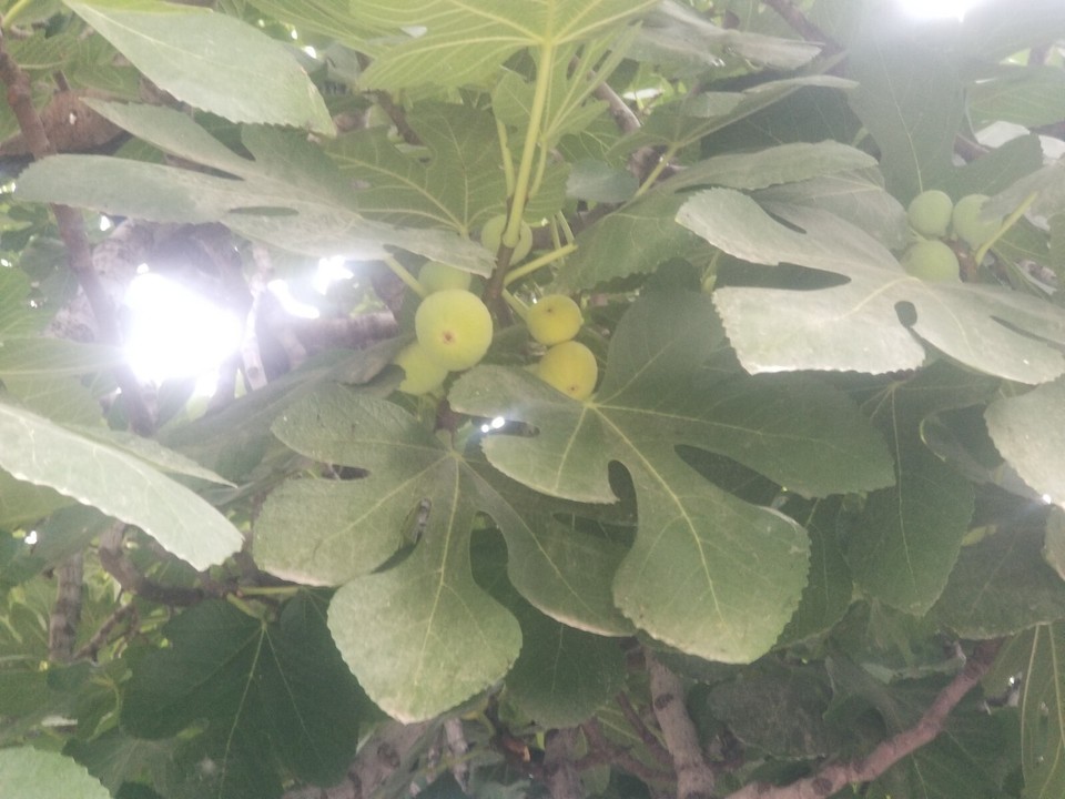 Fig Tree - Bardacik Fig - Rooted 3 Pieces Fig Plants | eBay