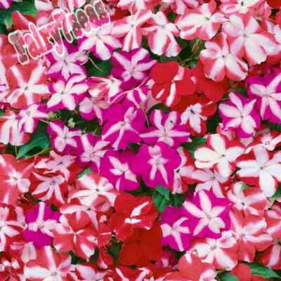 Impatiens Seeds - Impatiens Walleriana- Patience, Busy Lizy, Accent ...