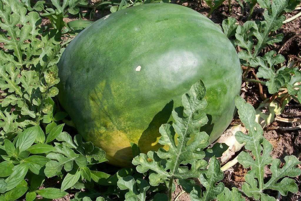 Florida Giant Watermelon Seeds, Jubilee, NON-GMO, Huge 35-50 lbs, FREE ...