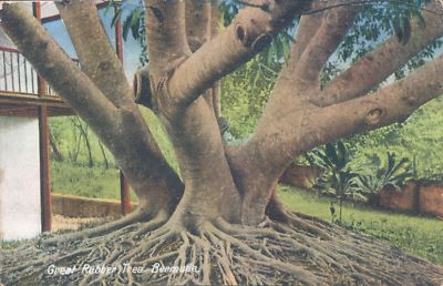 BERMUDA Great rubber tree 1910s PC | eBay