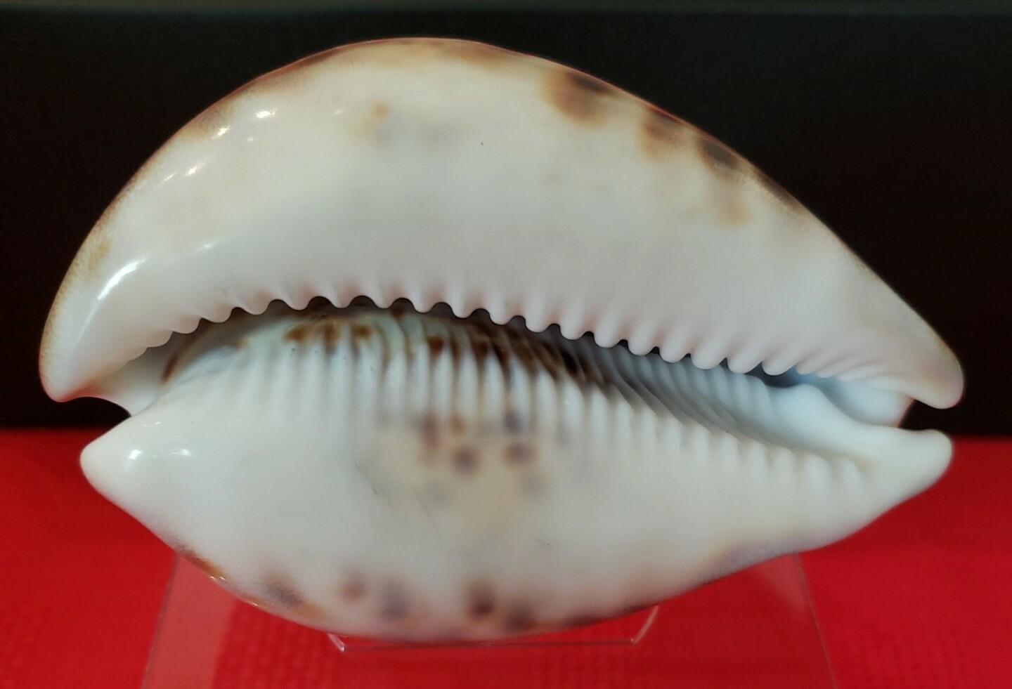 GIANT Cypraea Tigris 93+mm Collectible Sea Shell - GEM Incredible ...