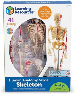 Skeleton Anatomy Model - Build knowledge of the human skeleton | eBay UK