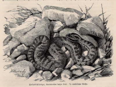 HALYS PIT VIPER - Gloydius halys Among Rocks Snake 1883 Antique ...