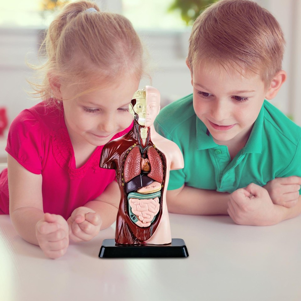 Medical Anatomical Human Body Model Anatomy Internal Organ Teaching ...