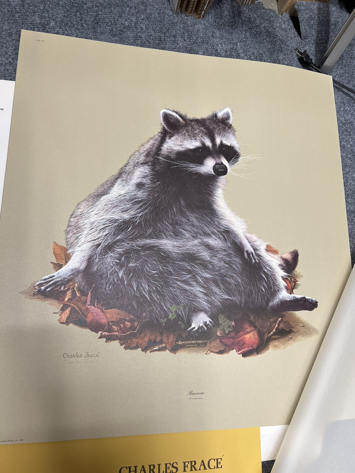 Vintage 1974 Charles Frace RACCOON Signed 24x26 Print w/ COA, Original ...