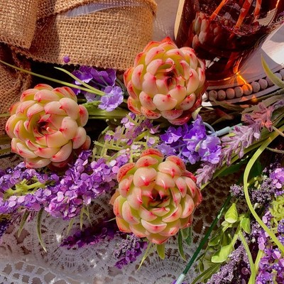 Echeveria Soul Fairy Rare Succulent Plants, Variegated 2" Green ...