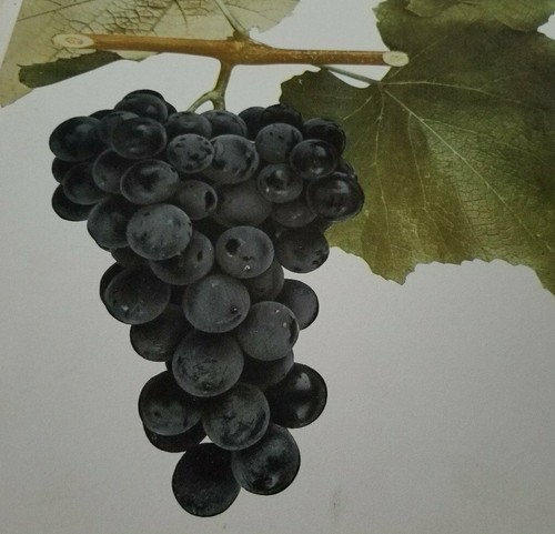 Vtg 1908 CONCORD GRAPE Color Plate/Print U P Hedrick Winery Botanical ...