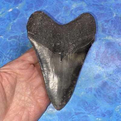 MEGALODON SHARK TOOTH 5.49” HUGE TEETH MEG SCUBA DIVER DIRECT FOSSIL NC ...
