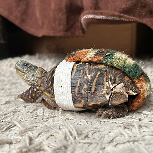 Sierra-Pass-Store | eBay Stores