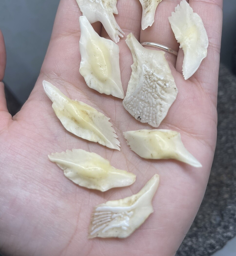 MLC s2296 (10) Gar Scale Arrowheads Texas - Arkansas X Artifacts | eBay