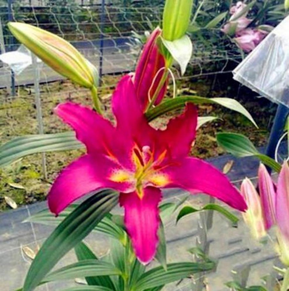 20 EXOTIC rare LILY SEEDS for garden flower perennial plant beds USA ...