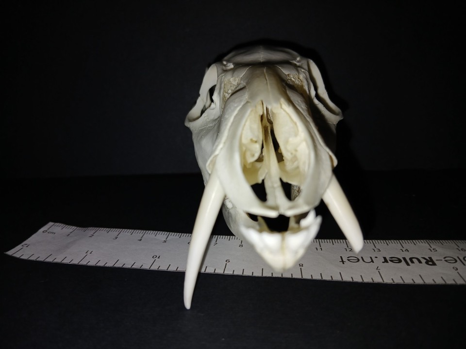 Genuine English feral water deer male (Capreolus caprelus) real skull ...