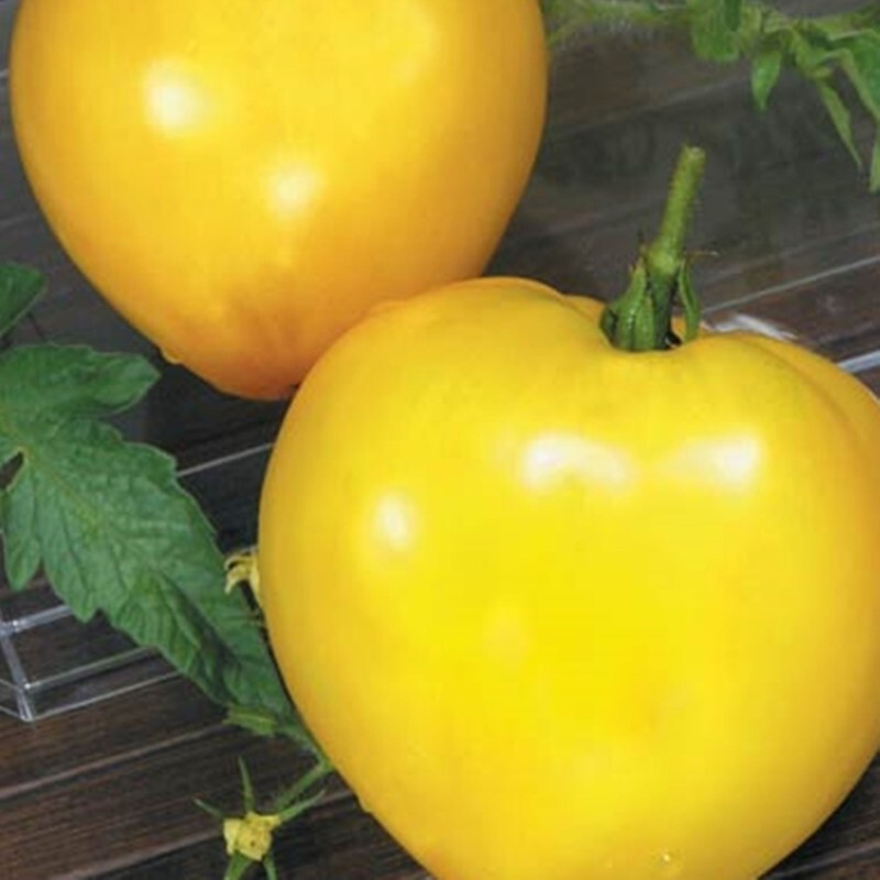 Seeds Tomato Bull's Heart Yellow Giant Vegatable NON-GMO Organic ...