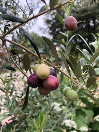 Organic Olive Tree ‘Arbequina’ -Live Starter Plant- FREE SHIPPING!!! | eBay