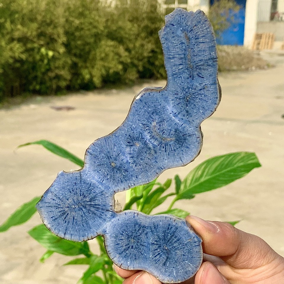 88G Natural Blue Coral Reef Cluster Marine Mineral Crystal Specimen | eBay