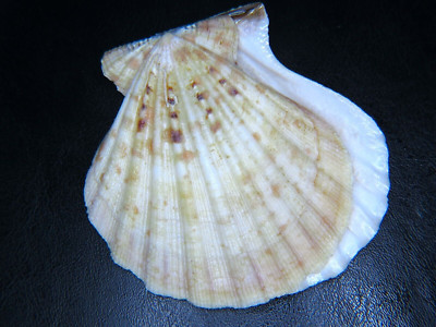 PECTEN "COMPTOPALLIUM" RADULA: KOROR, PALAU 6/80- 86.8MM GIANT! | eBay