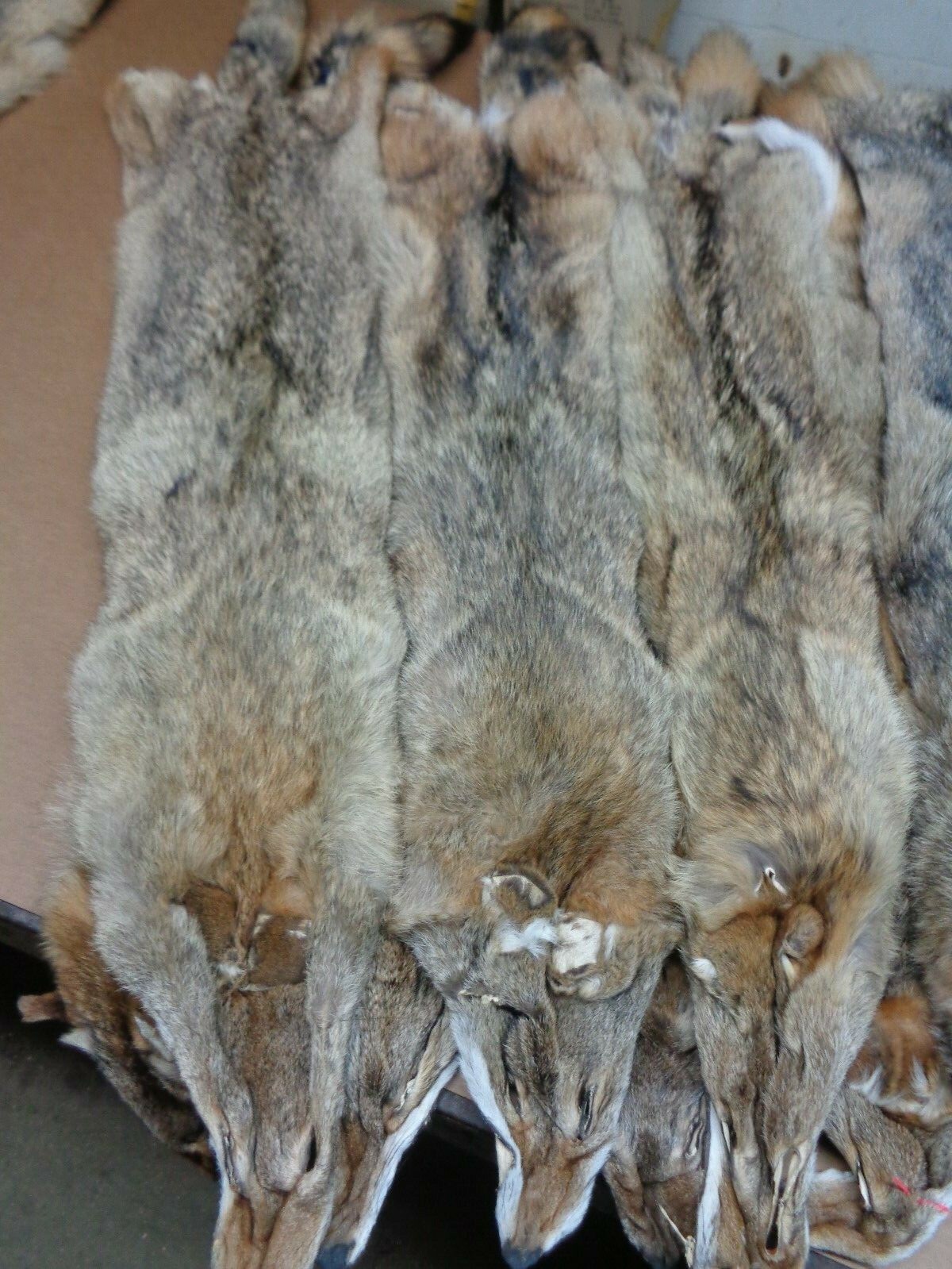 Tanned XXL/XL Semi-Heavy Coyote Hide #2 With Full Tail /Furs/Taxidermy ...