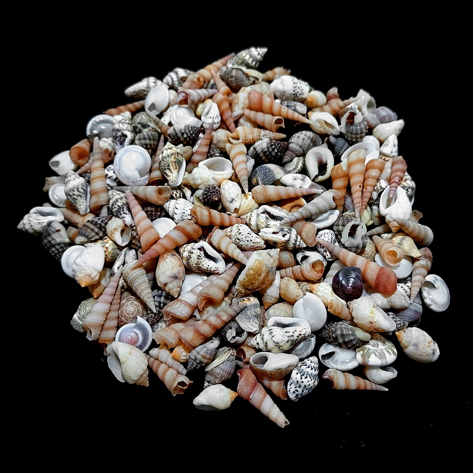 Assorted mixed Mini craft small sea shells 8-20mm | 50g | eBay UK