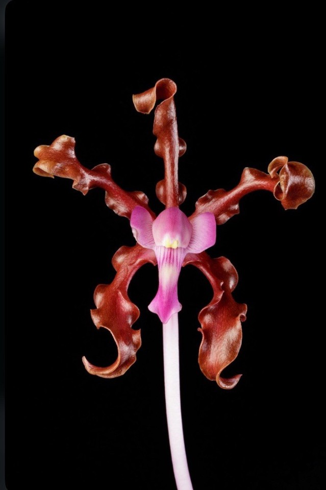 Laelia schultzei ‘Orchid Eros’ HCC/AOS X Self Orchid Species Long ...