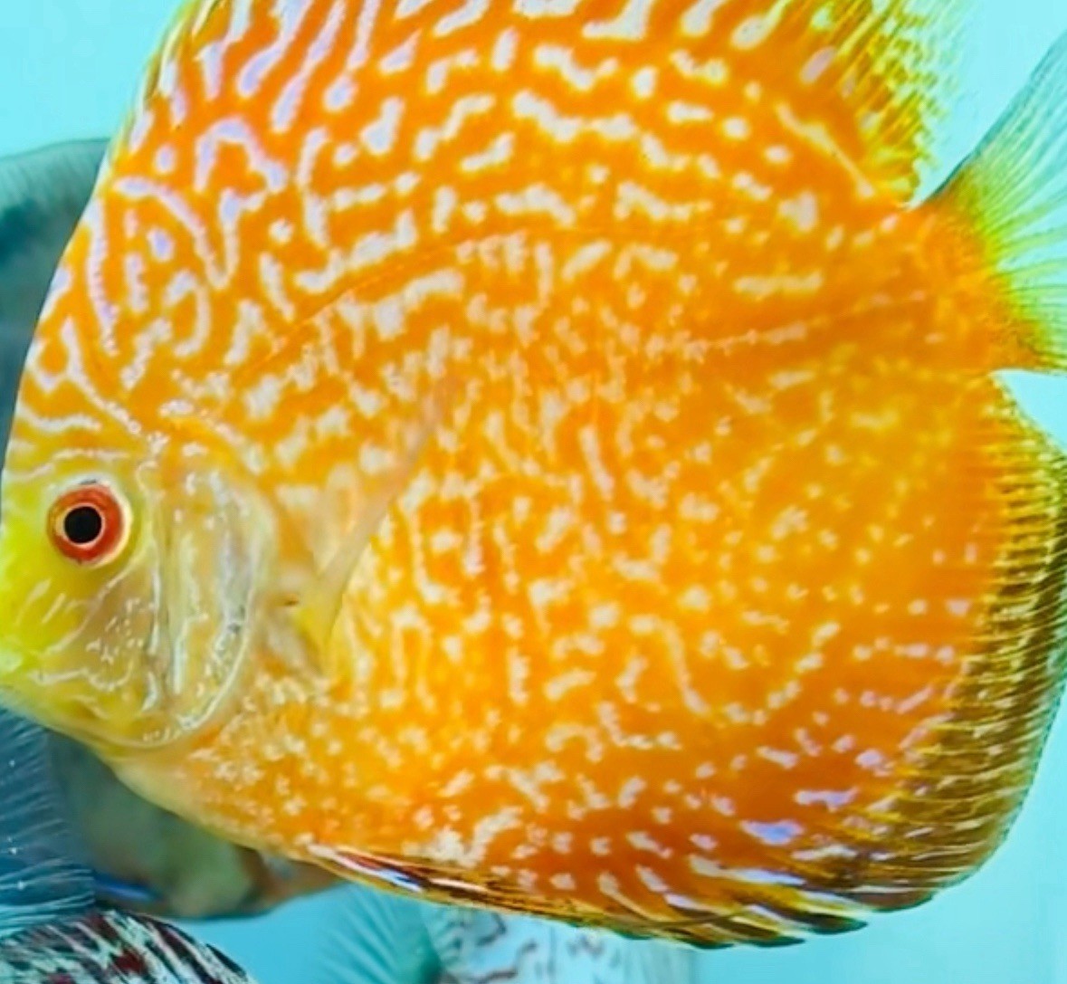 Set Of 2 X Live Discus Fish. 3.5-3.8” Set of red And Yellow Snakeskin ...